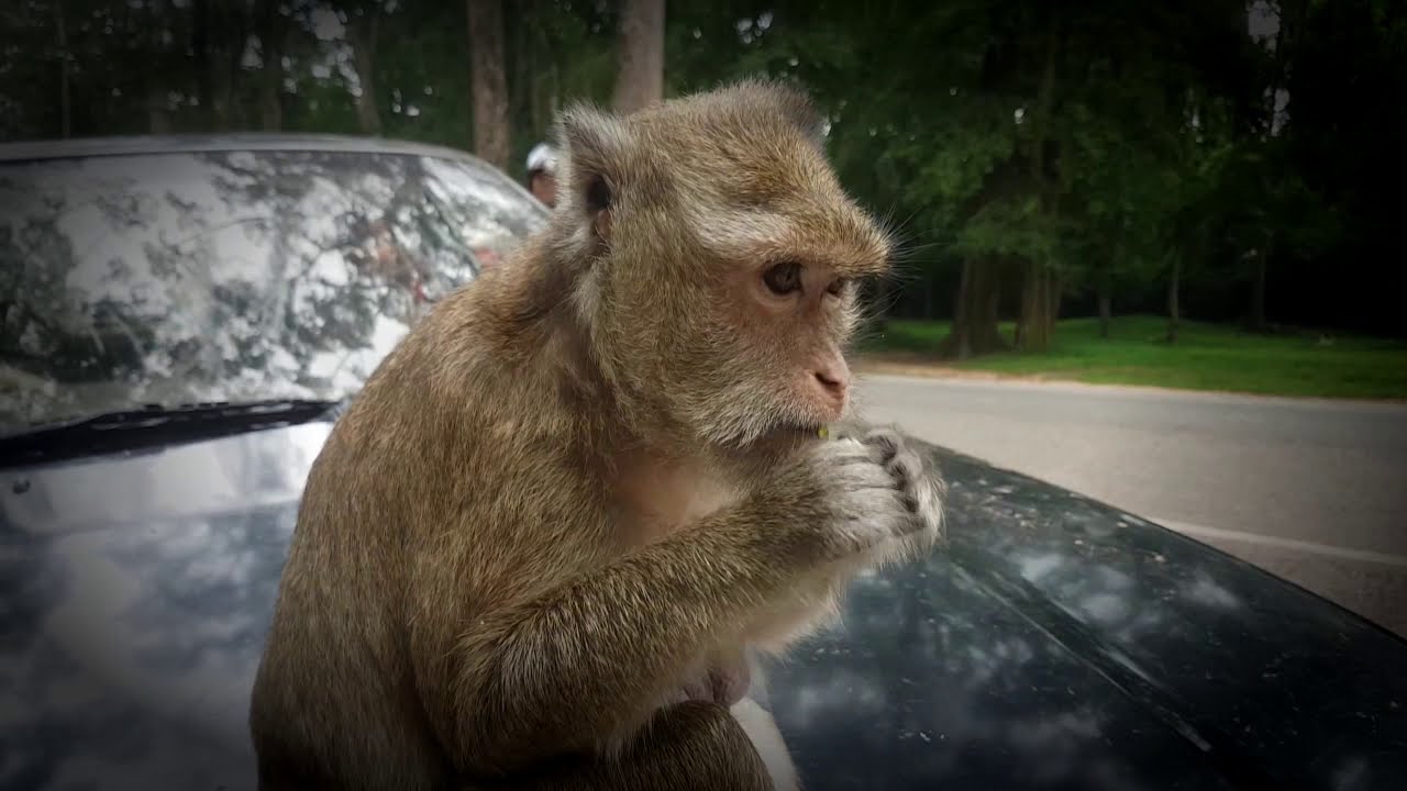 Amazing YaYa Give A Birth Newborn Baby Monkey YaYa Playing With Baby ...