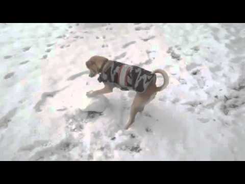 Scully and snow - YouTube