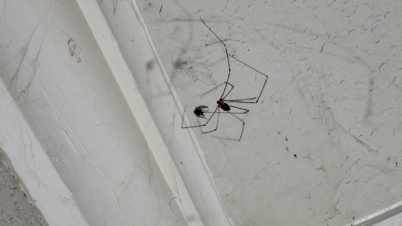 Fed a dead fly to my house spider - YouTube