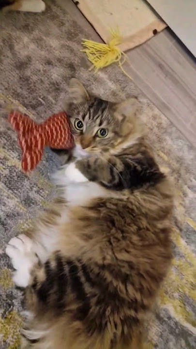 Luna Kitty Cat playing and being cute with her catnip toy😻#shorts #cutecat #catlover #cats - YouTube