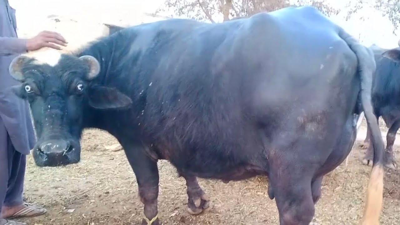 Watch pure neeli buffalo for sale on arifwala 03006537323 _19_05_2023 ...