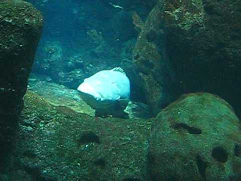 Kuwait Scientific Center Aquarium - Scuba Diving short video - YouTube