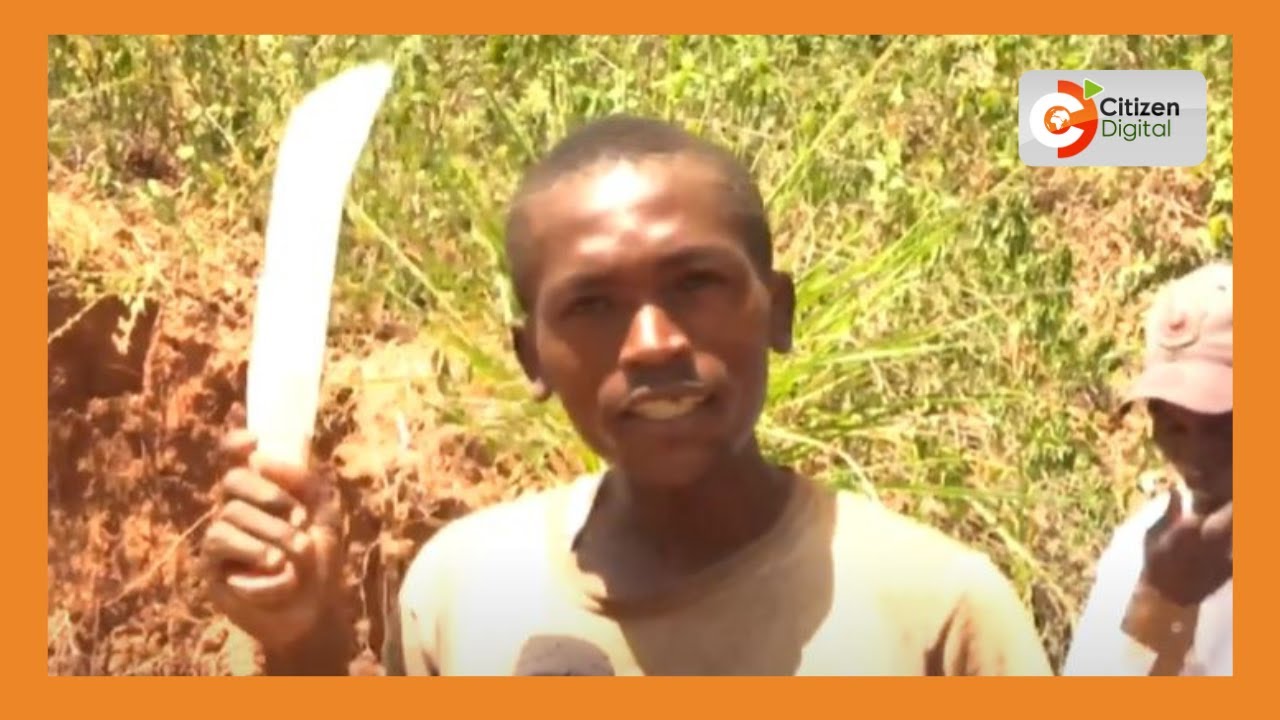 Wanyama wanaoaminiwa kuwa simba wawaua mifugo kaunti ya Tharaka Nithi ...