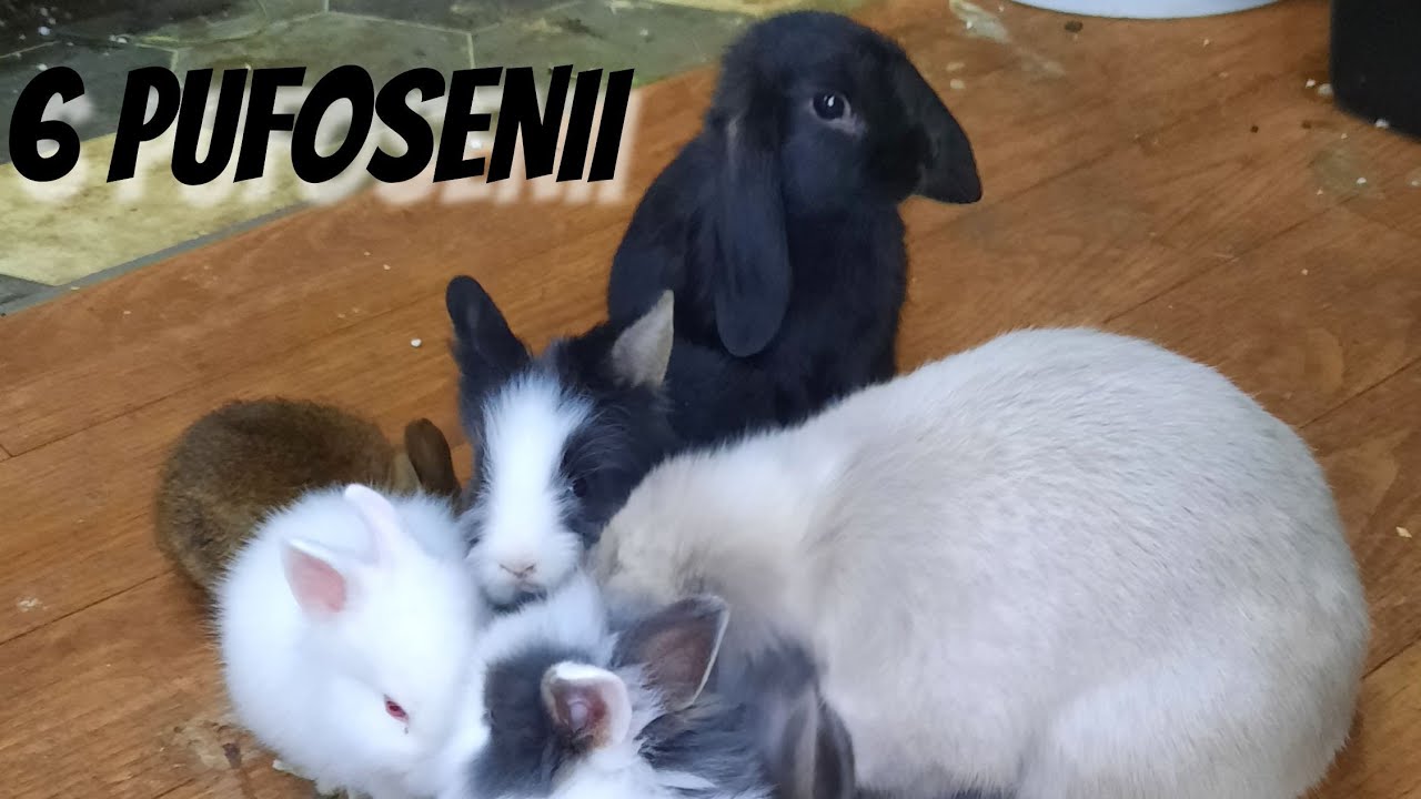 #22 - Gasca de iepuri pitici: berbec pitic (mini lop), cap de leu si ...