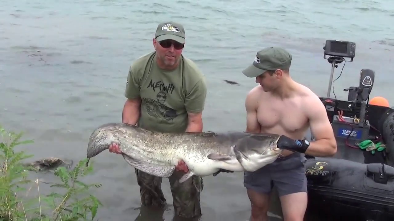 Pêche estivale du silure sur le Rhône 2016 - YouTube
