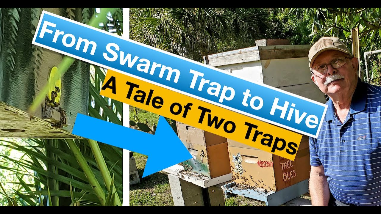 A Tale of Two Traps - YouTube