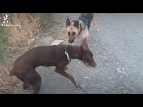 doberman ve almankurdu (afcarka)-ile gəzinti.