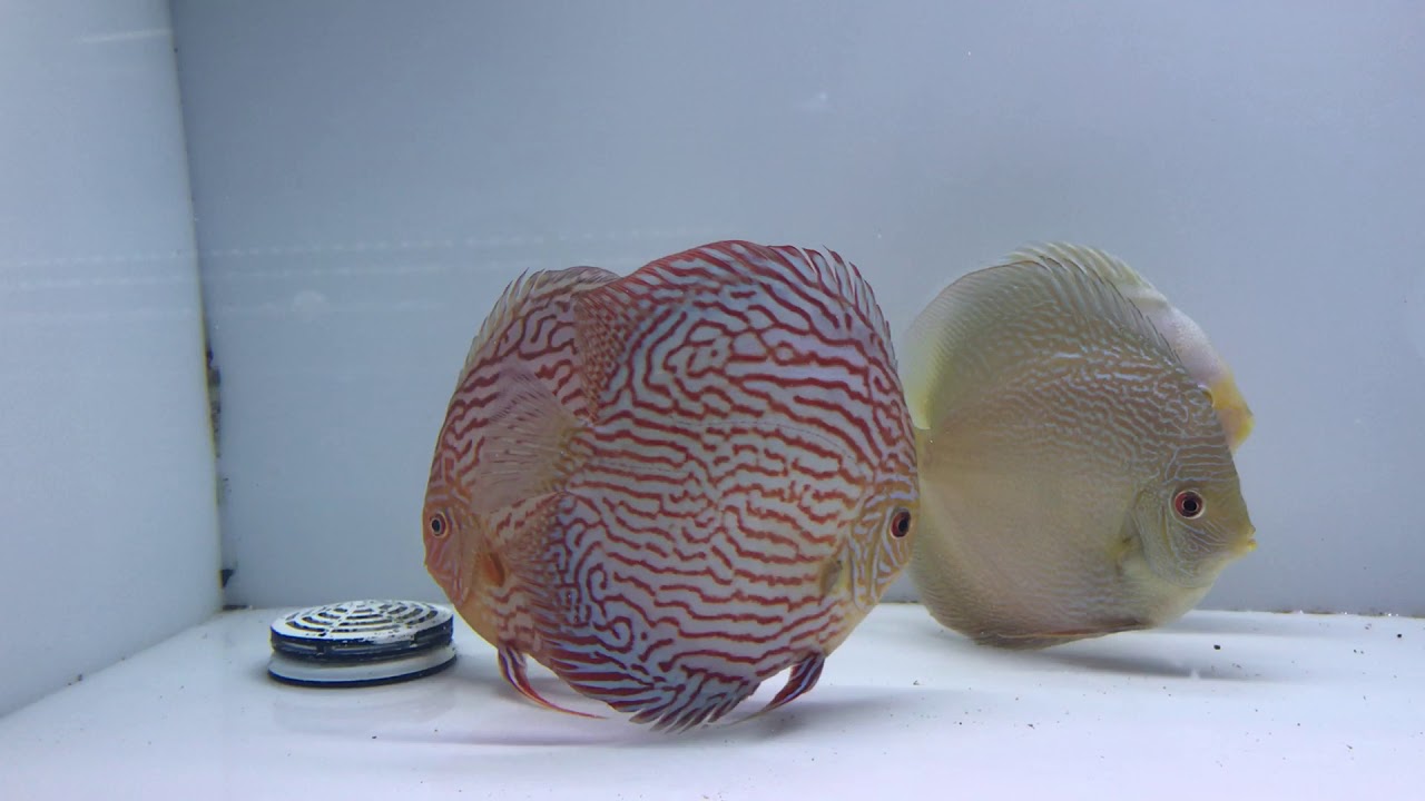 Na Discus! Altum Carnation, Mercury and Red SS - YouTube