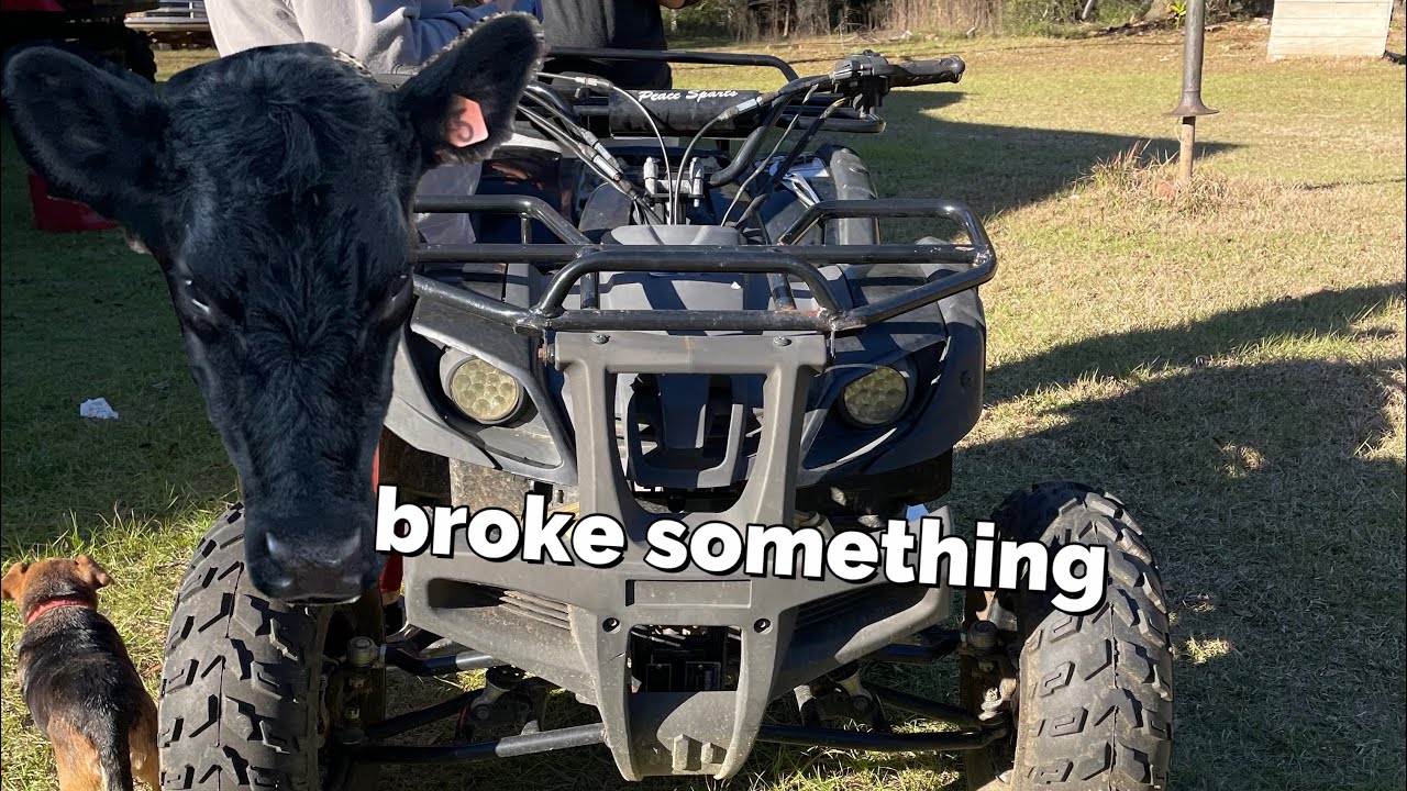 Breaking something again while running from cow - YouTube