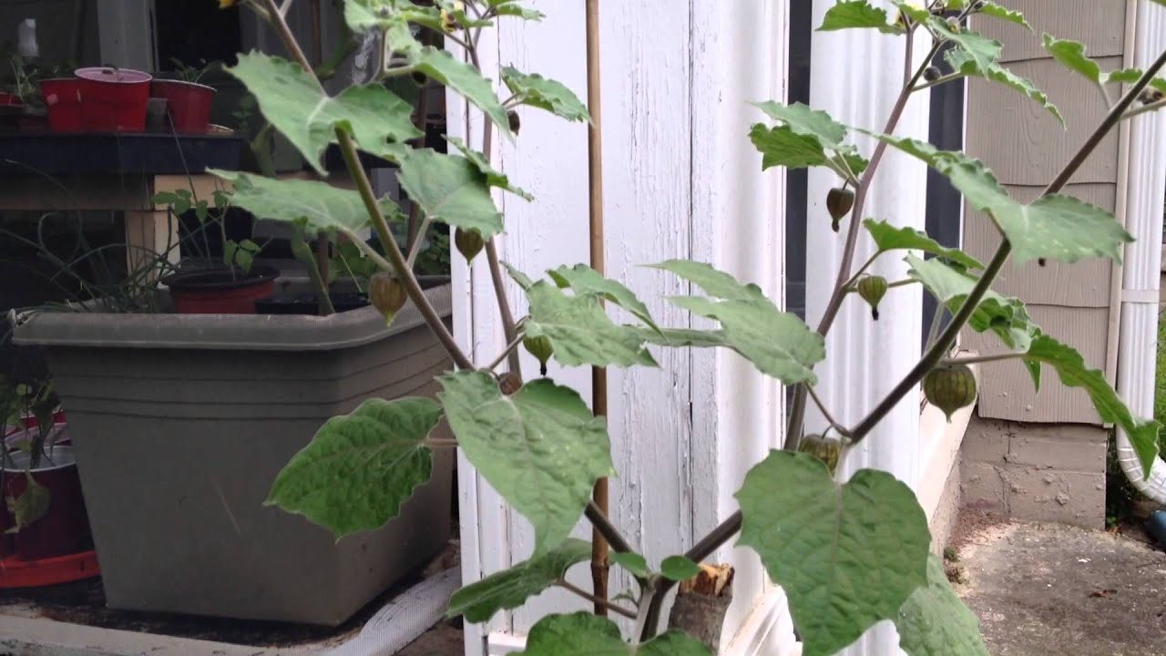 Cape Gooseberry plant in container - YouTube
