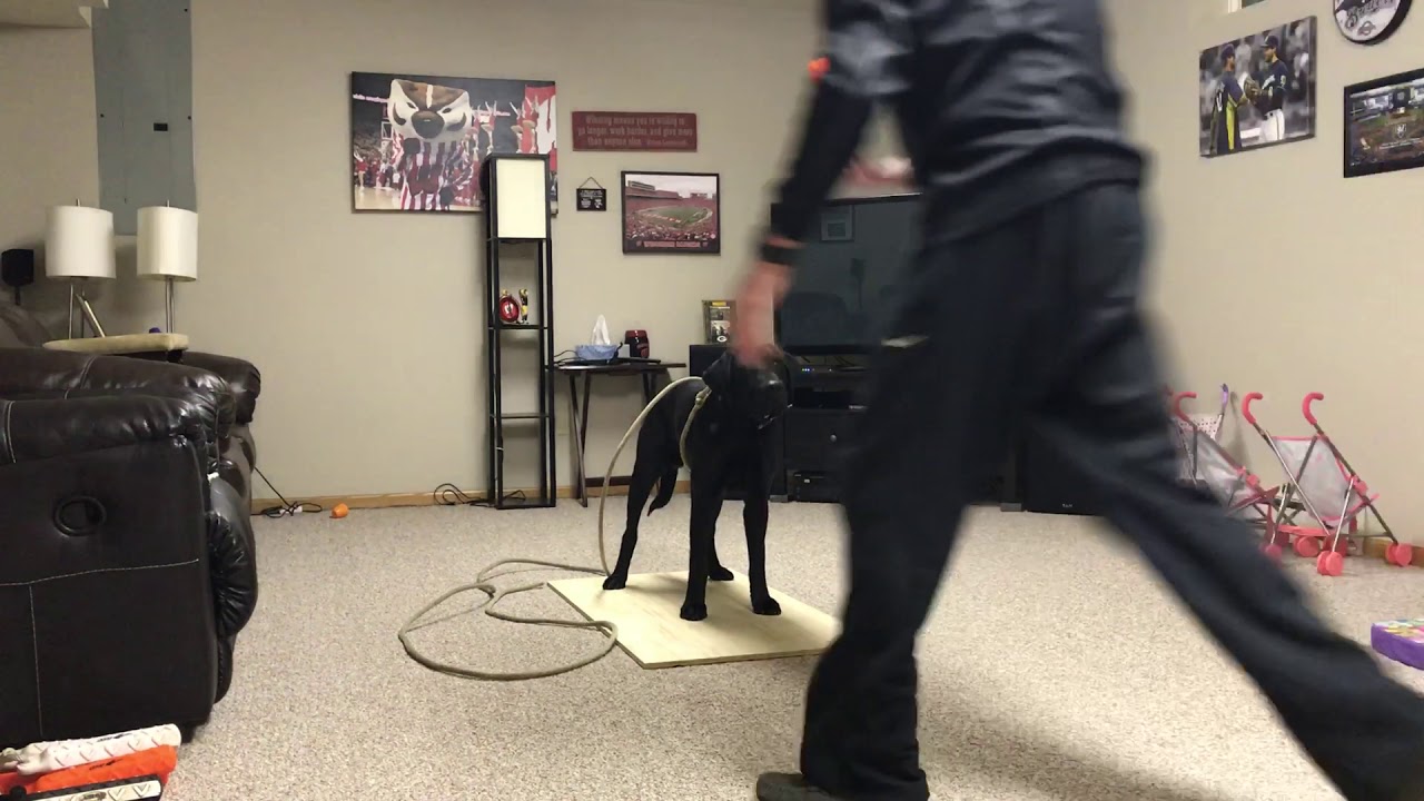 Roy (10 months) - whoa training - YouTube