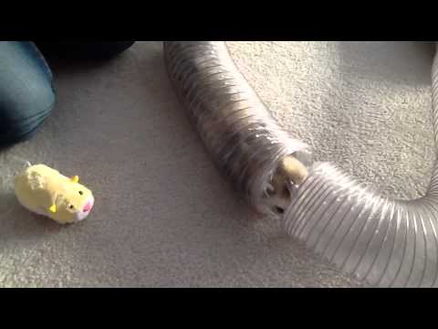 The Ferret Movies - YouTube