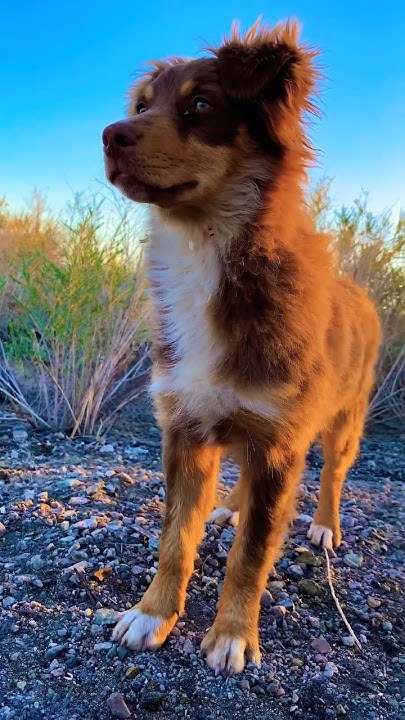 DUI Dog ~ @igzotic World #shortsvideo #funny #dogs #drunk # ...