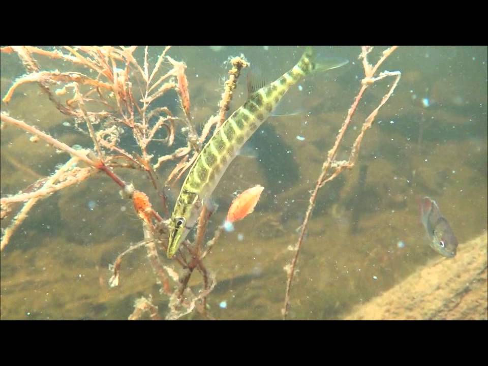 Endangered Red Finned Pickerel - YouTube