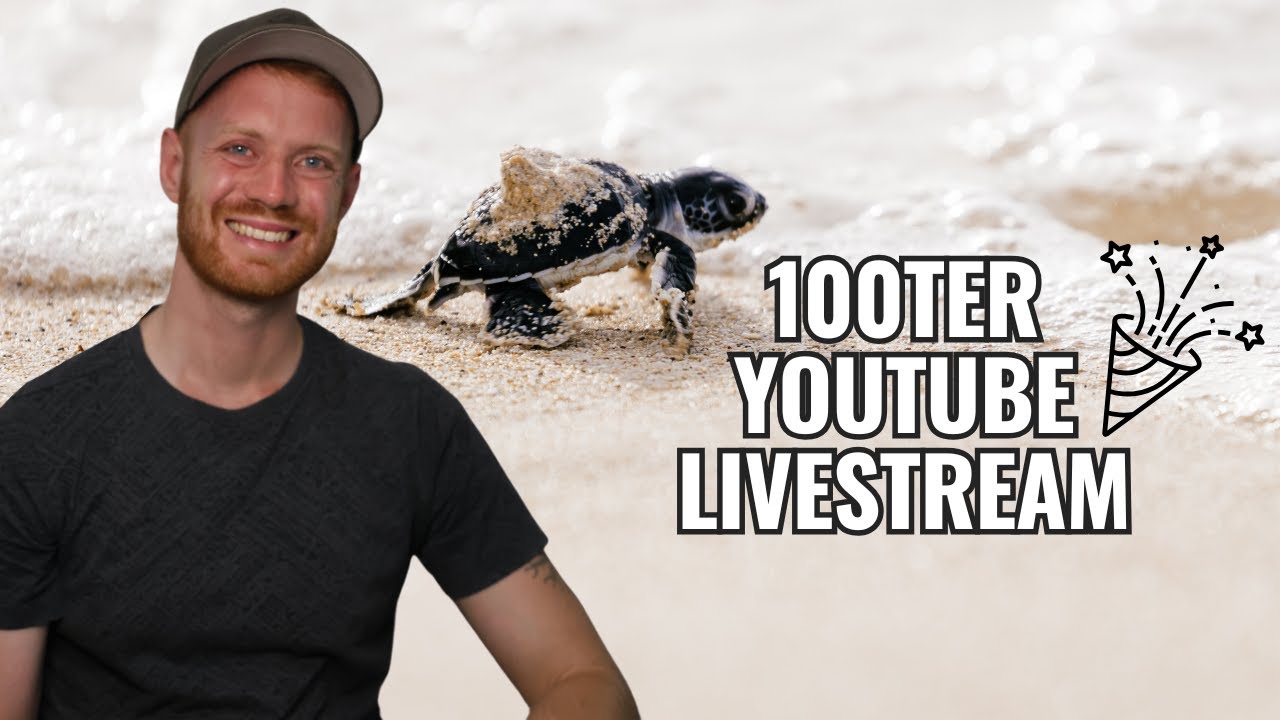 World Turtle Day 🐢 - Talk mit @tim_noack Gründer von Mantahari | 100ter ...