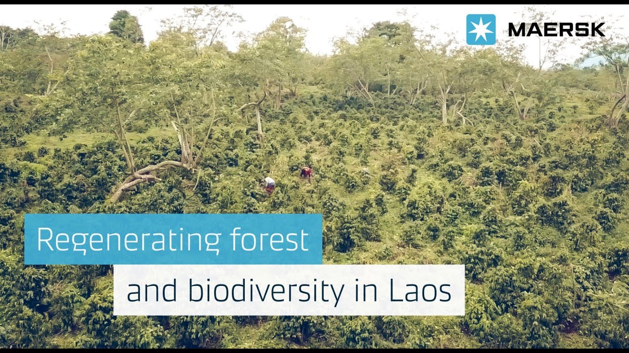 Regenerating forest and biodiversity in Laos - YouTube