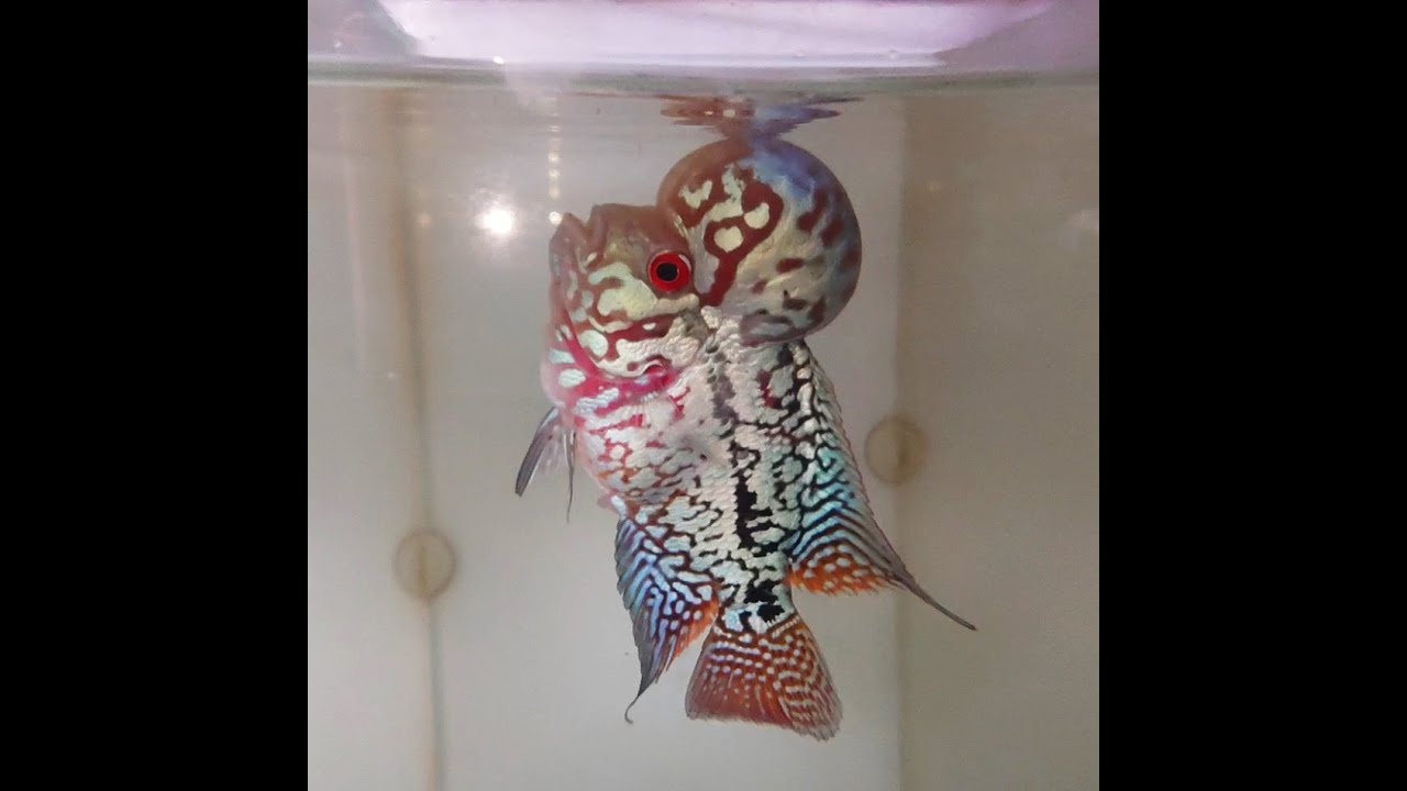 Super Big Head Flowerhorn Kamfa F2 Reup For VN077 - YouTube