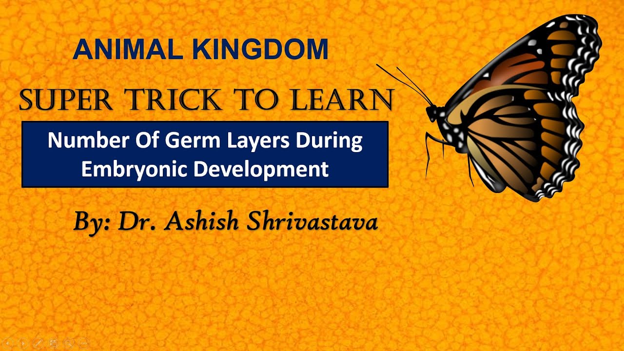 Germ Layers During Embryonic Development - YouTube