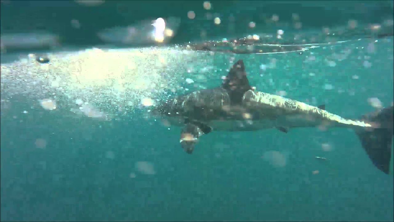 Atlantic Great White Shark Florida - YouTube