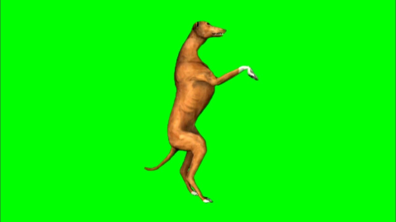 animal dancing green screen - YouTube