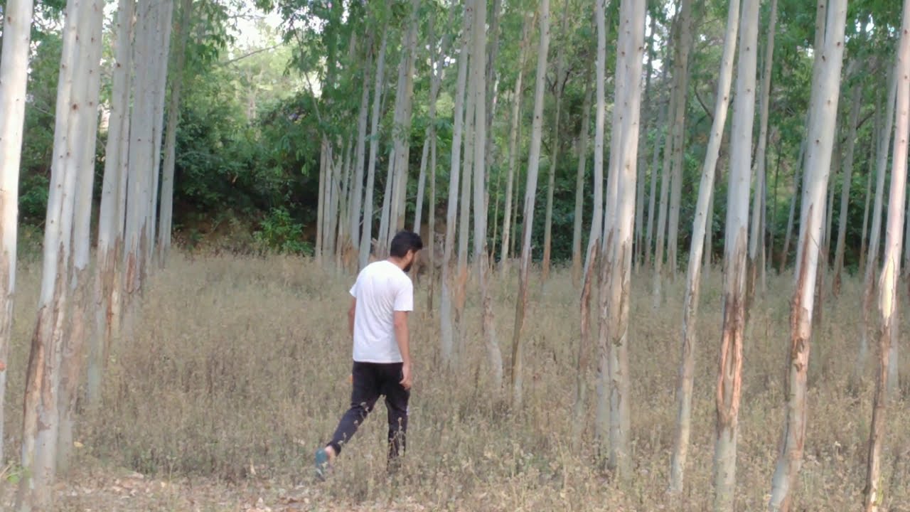 Blue Bull | Neel gaye living place in India. - YouTube