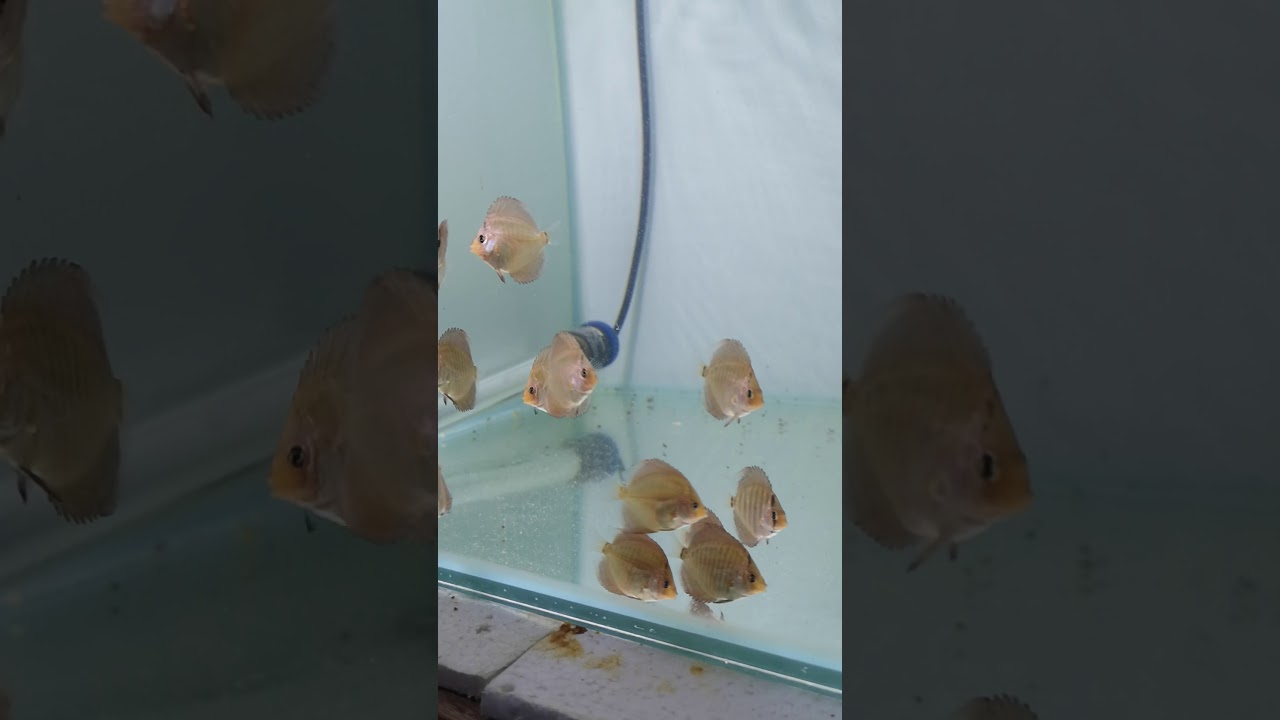 Discus fish babies - YouTube