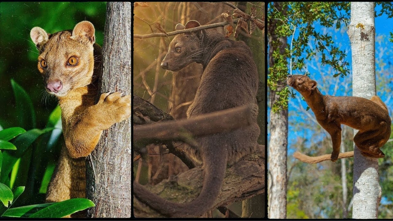 Top Facts about the Madagascar's Top Predator | The Fossa - YouTube