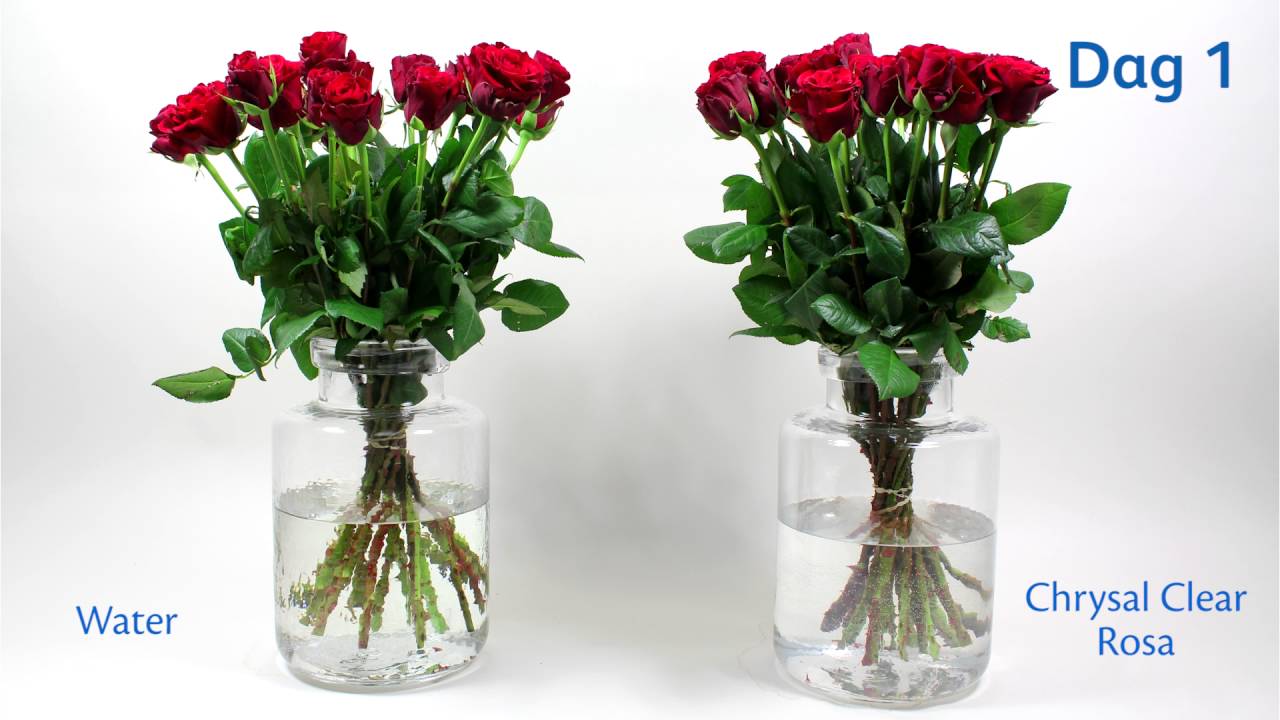 Time lapse - Rozen - YouTube