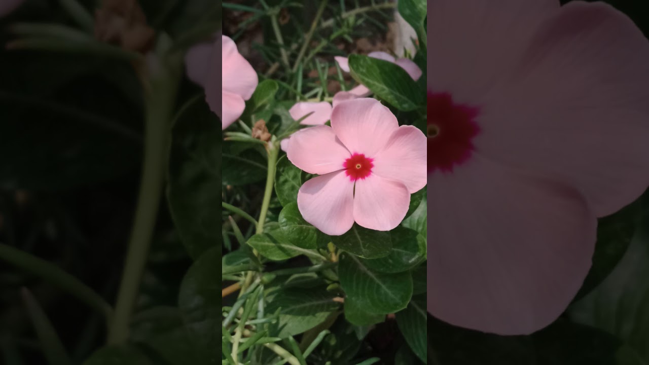 sada bahar plant and it's flower colour of different types, - YouTube