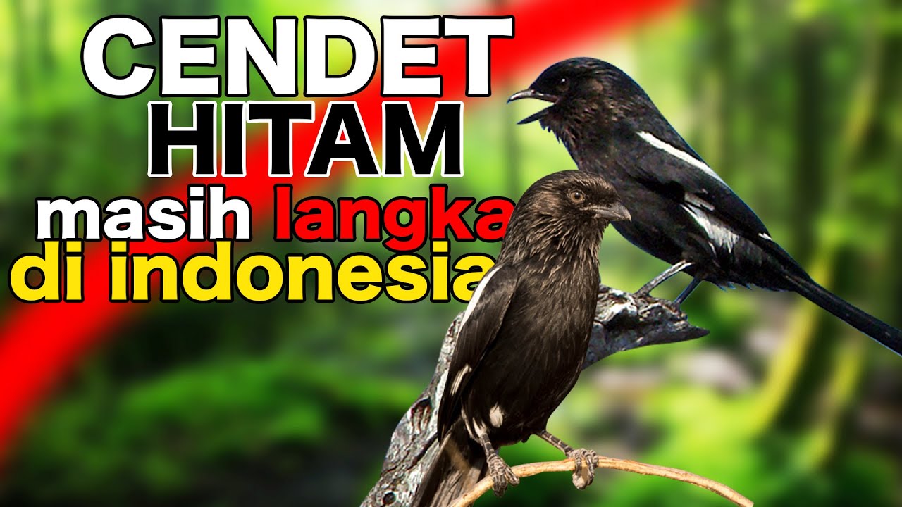 CENDET HITAM LANGKA DARI AFRIKA MASIH SANGAT JARANG DI INDONESIA - YouTube
