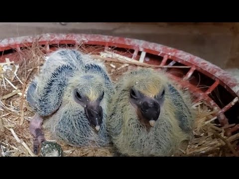 baby pigeons(squabs) first week compilation - YouTube