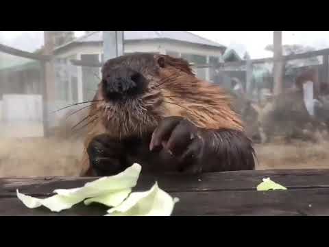 Studies show that watching a beaver eat cabbage lowers stress by 17%