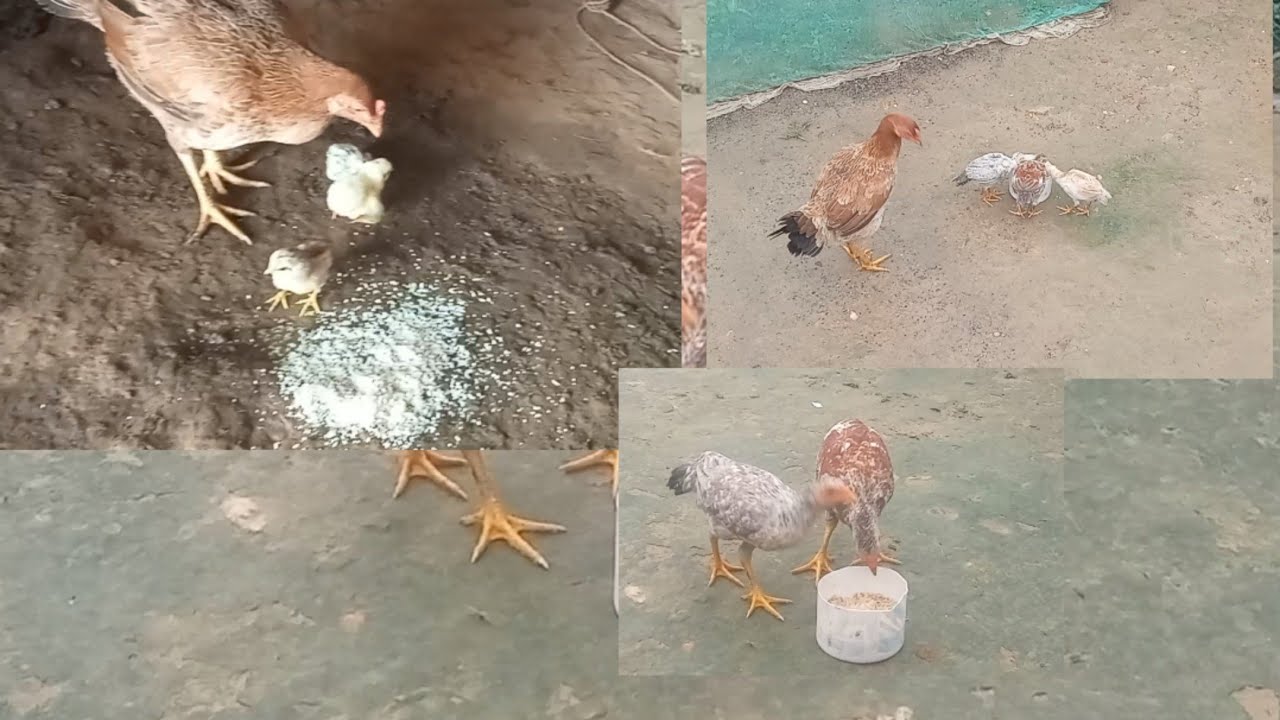 Aseel Chicks Growth Video//Day 1 to Day 120//Desi Hen And Aseel Chicks ...
