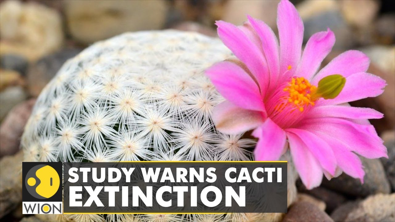 Cactus species to be affected by increasing heat, says study | Climate ...