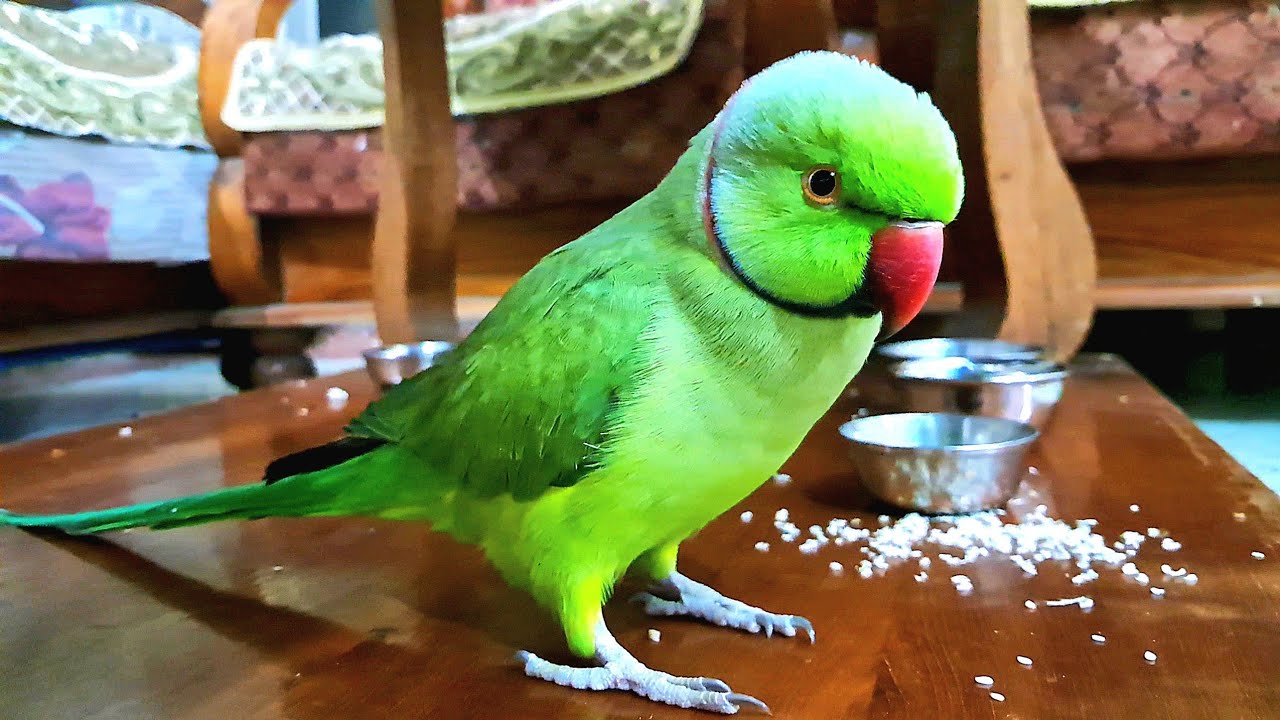 what's the crime of this parrot? - YouTube