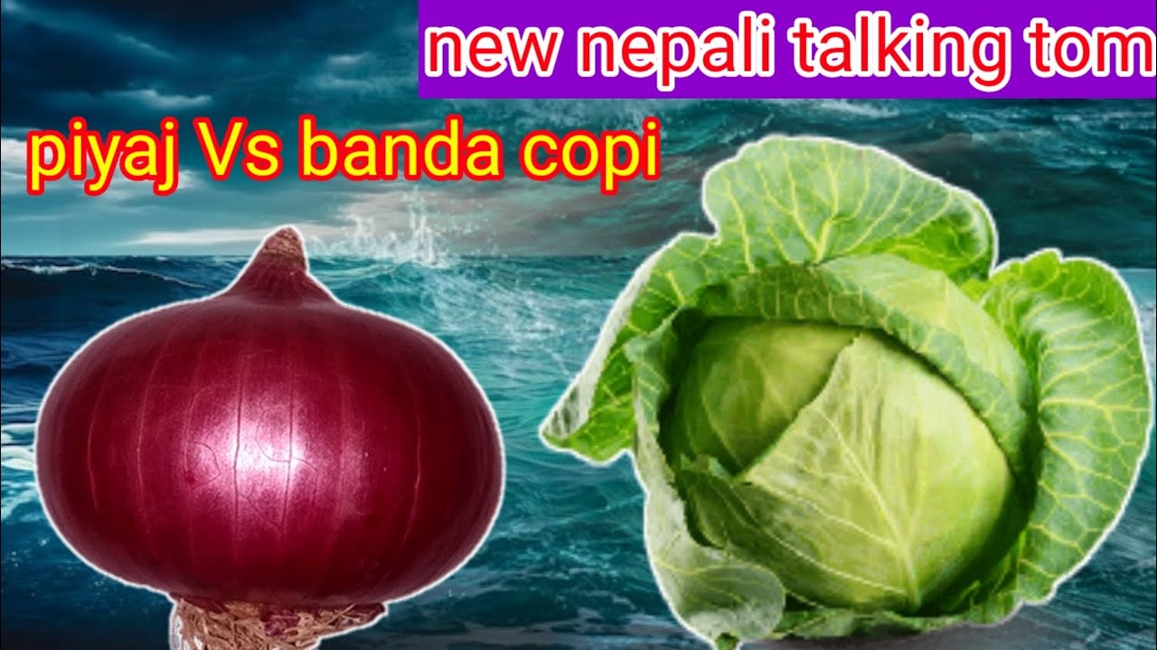 new nepali talking tom video ll 🤣 piyaj Vs banda kopi.🤣 nepali comedy ...