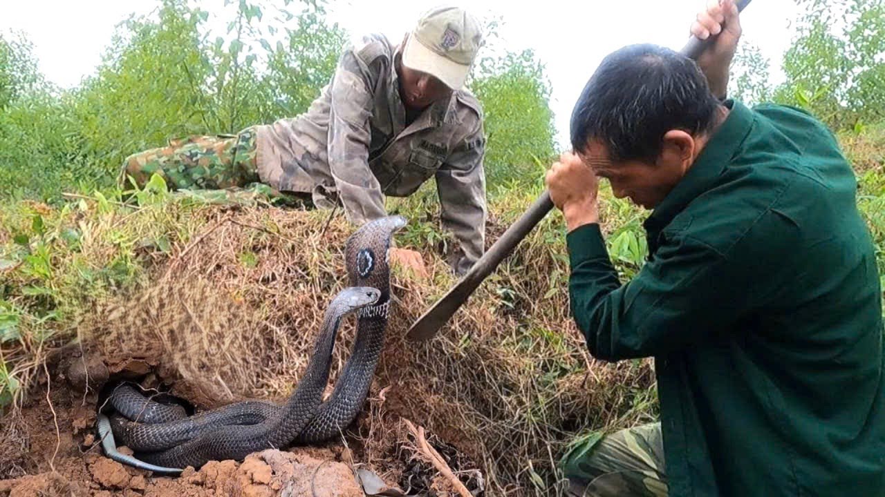 Shocked, giant king cobra nest was discovered under the foundation of ...