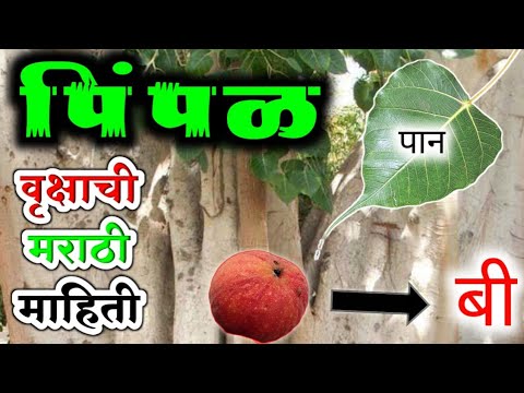 पिंपळ वृक्ष (झाडाची) माहिती मराठी/ Peepal (Pimpal) Tree Information In ...