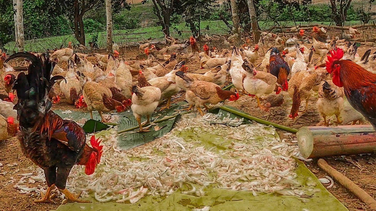 Free Range Chicken Raising For Beginners - Using Banana Trees Around ...