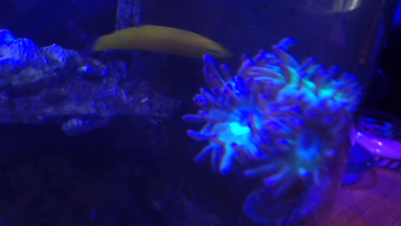 3 gallon JBJ picotope - YouTube