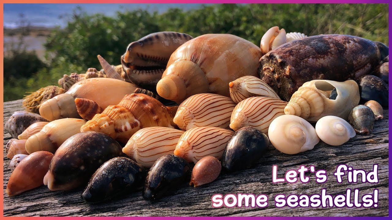 Finding Seashells at Super Low Tide | Volutes, Wow! [Virtual Shelling ...