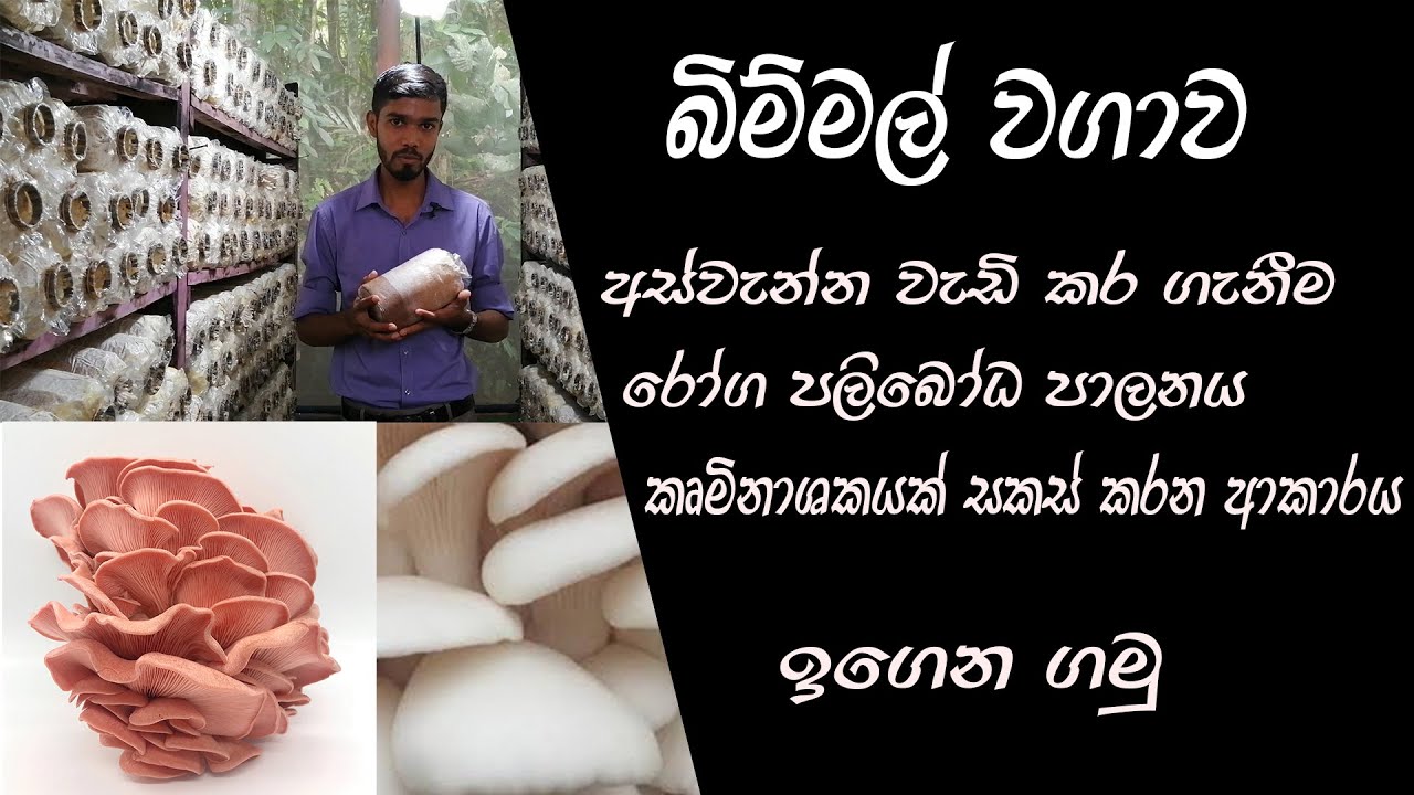 Bimmal Wagawa-Mushroom - YouTube