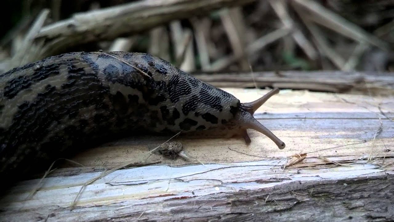 Limax maximus, original - YouTube