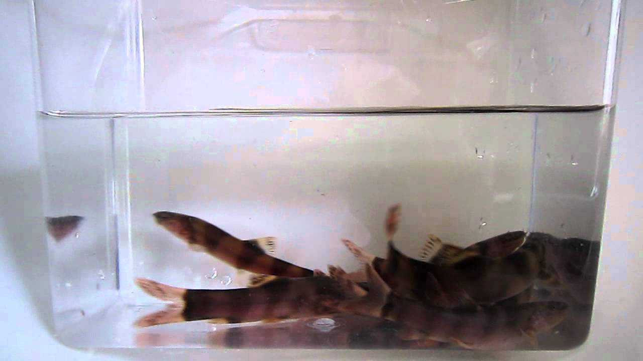 Botia Elongata - Imperial Flower Loach SM 06202011 - YouTube