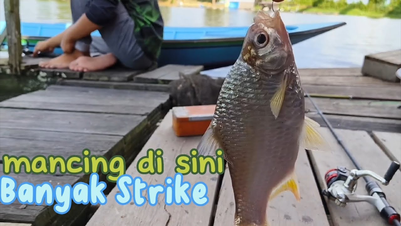cuma umpan pelet mancing ikan tawes strike bertubi-tubi... @FAKOBAFISHING - YouTube