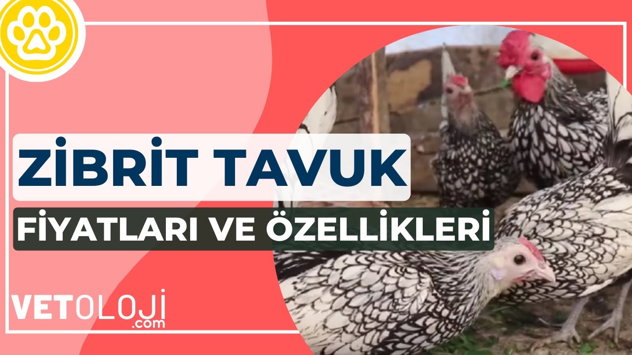 Zibrit Tavuk Fiyatları ve Özellikleri - Zibrit Ne Kadar Yumurta Verir ...