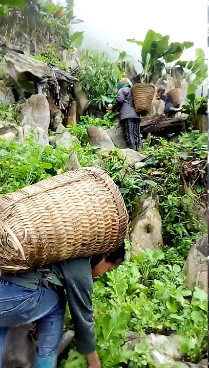 Seev lauj ngày 30-12-2018 - YouTube