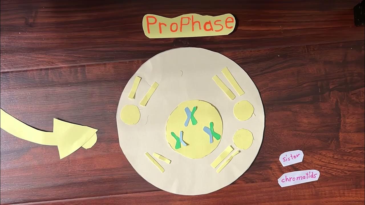 Mitosis stop motion - YouTube