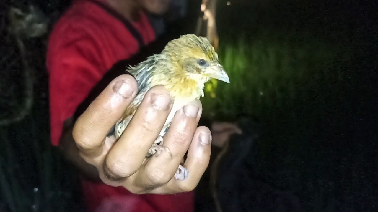 BERBURU HAMA BURUNG SI PEMAKAN PADI BURUNG EMPRIT - YouTube