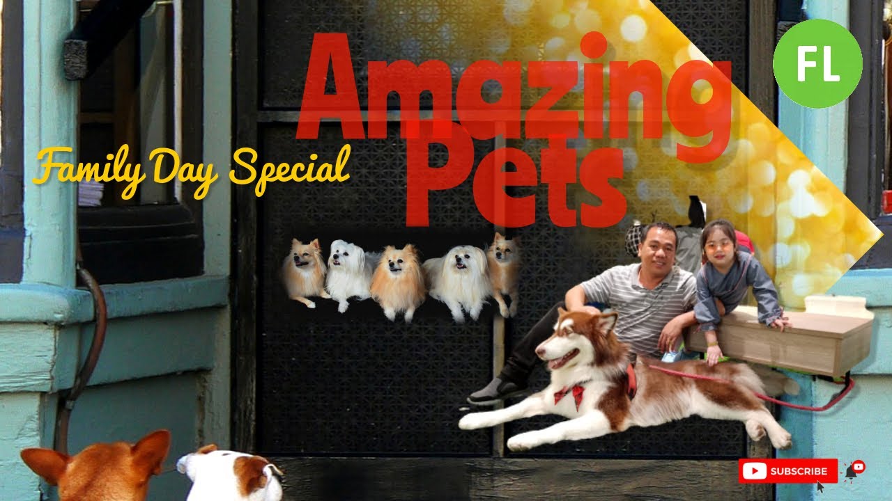 AMAZING PETS l Family Day at Central Plaza - YouTube